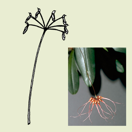 Character Notes - Inflorescence type