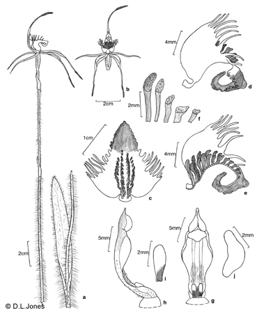 ARACHNORCHIS Line Drawing