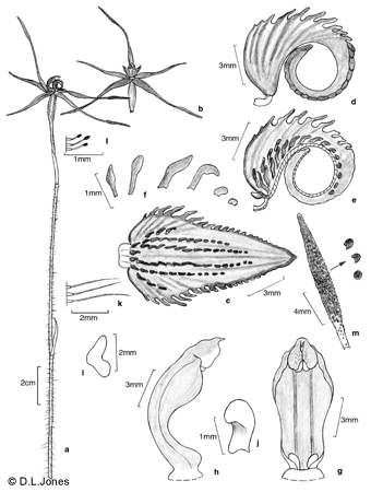 ARACHNORCHIS Line Drawing