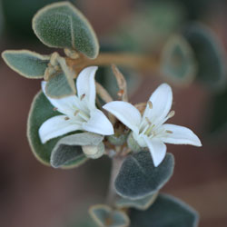Australian National Botanic Gardens - news stories