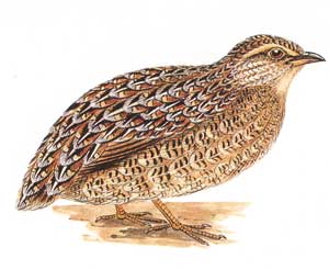 Birds of the Australain National Botanic Gardens