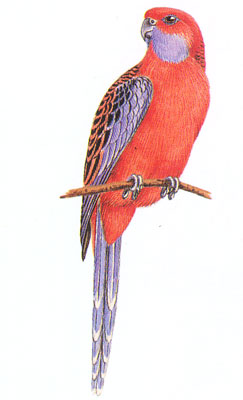 Crimson Rosella Drawing