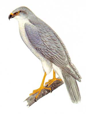 Birds of the Australain National Botanic Gardens