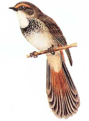 Birds of the Australain National Botanic Gardens