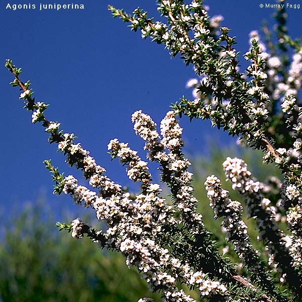 Agonis - JungleKey.fr Image