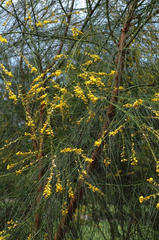 Viminaria juncea - Growing Native Plants
