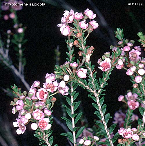 Thryptomene saxicola (Rock thryptomene) (Baeckea saxicola)