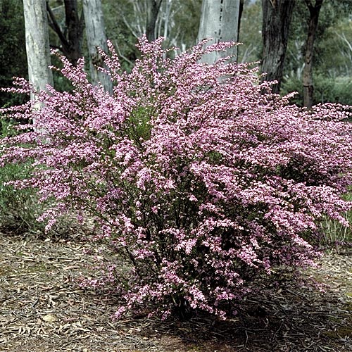 Boronia - JungleKey.fr Image