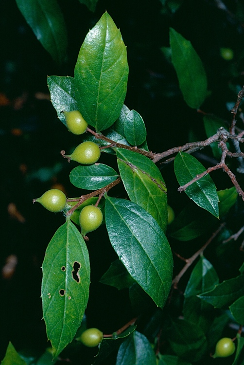 Aphananthe philippinensis - plant details - WorldFloraDB