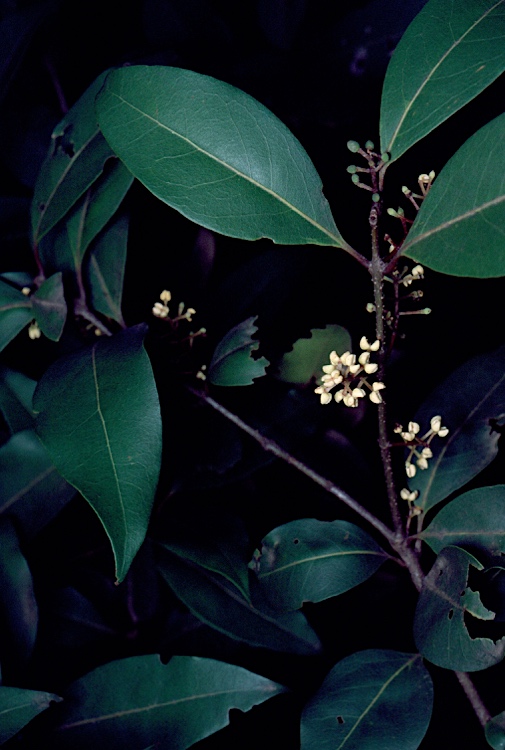 Notelaea venosa - plant details - WorldFloraDB