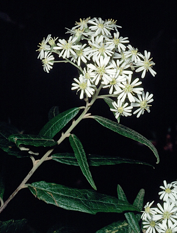 Olearia lirata - plant details - WorldFloraDB