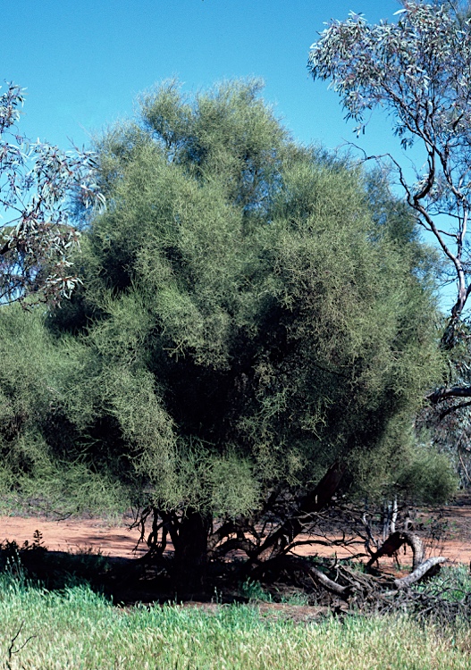 Exocarpos aphyllus - plant details - WorldFloraDB