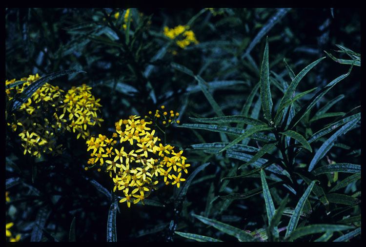 Senecio linearifolius (Fireweed Groundsel) - plant details - WorldFloraDB