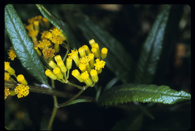 Senecio linearifolius (Fireweed Groundsel) - plant details - WorldFloraDB