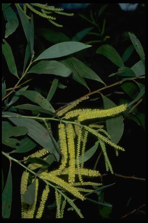 Acacia concurrens - plant details - WorldFloraDB