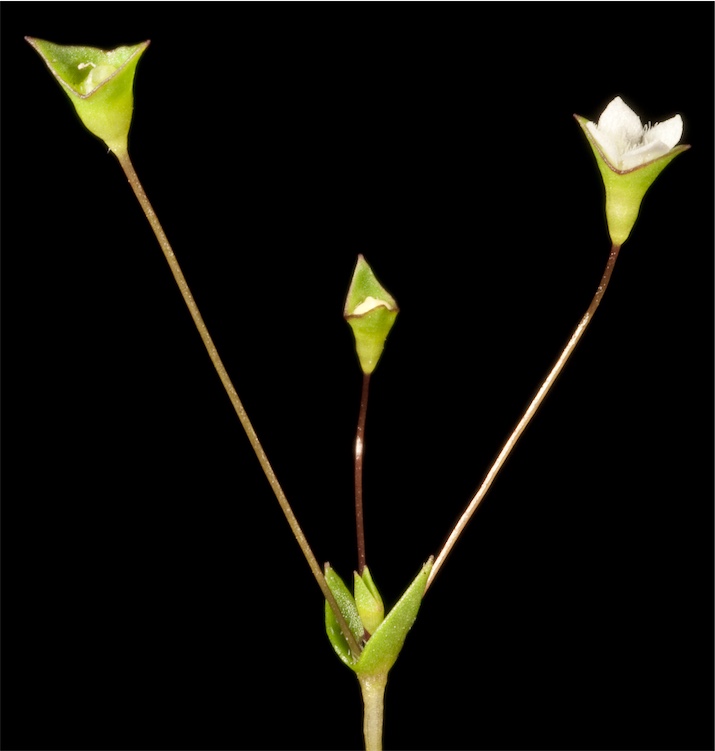 Phyllangium paradoxum - plant details - WorldFloraDB
