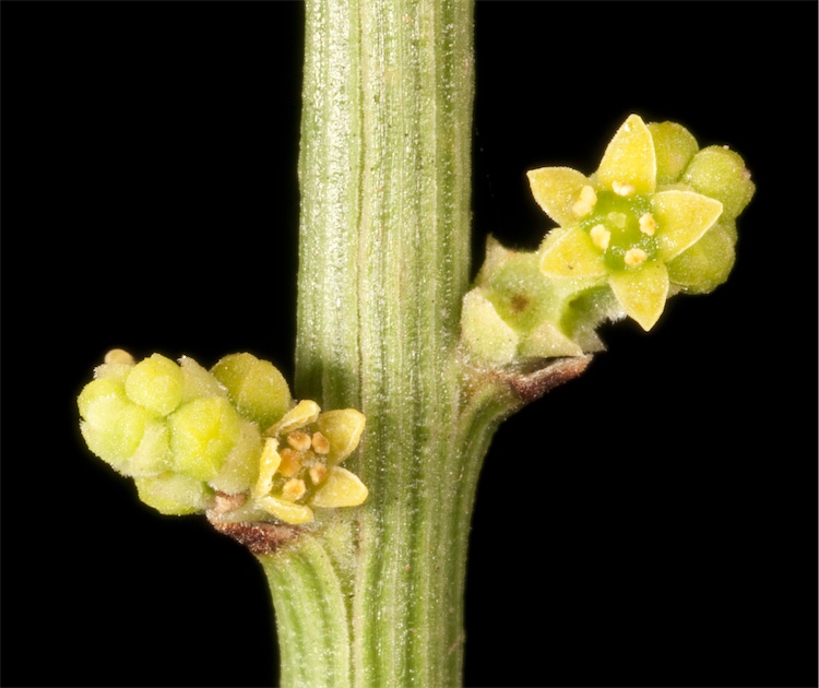 Exocarpos aphyllus - plant details - WorldFloraDB