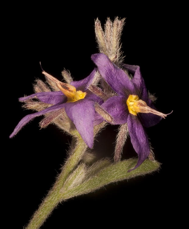 Halgania - plant details - WorldFloraDB