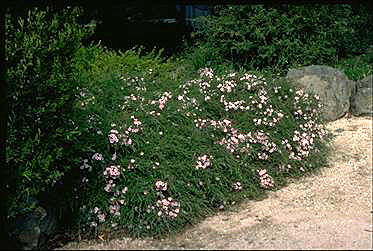 leptospermum rotundifolium | This was recommended by Edna Wa… | Flickr