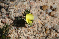 Taken at. Land outside, and on the northern boundary of, Nadgigoma ...