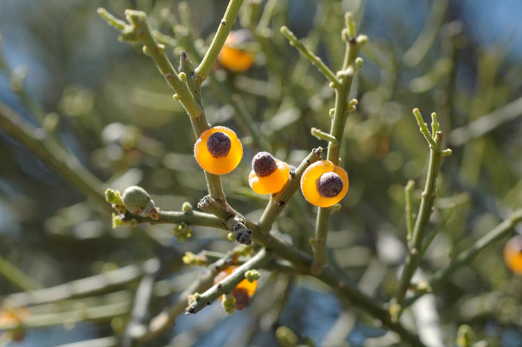 Exocarpos aphyllus - plant details - WorldFloraDB