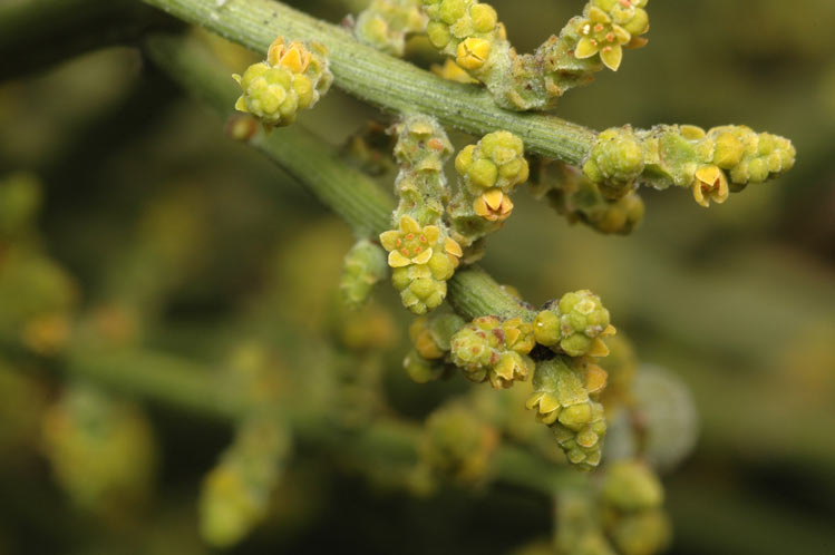 Exocarpos aphyllus - plant details - WorldFloraDB