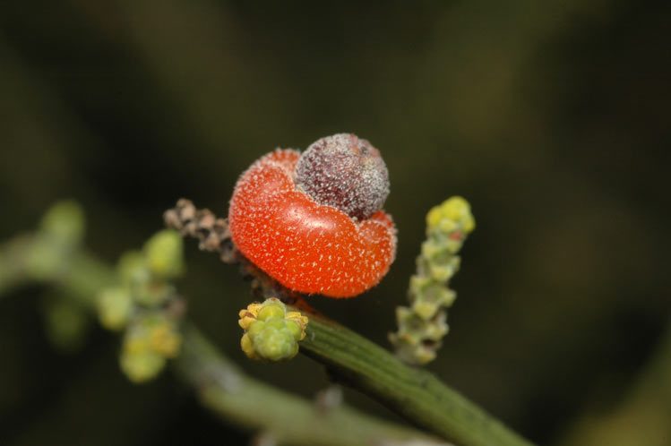 Exocarpos aphyllus - plant details - WorldFloraDB