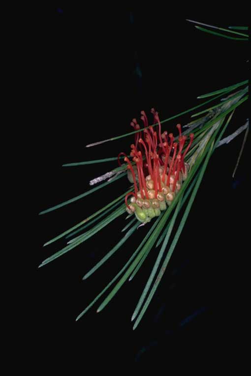 Grevillea coccinea: plant details - WorldFloraDB