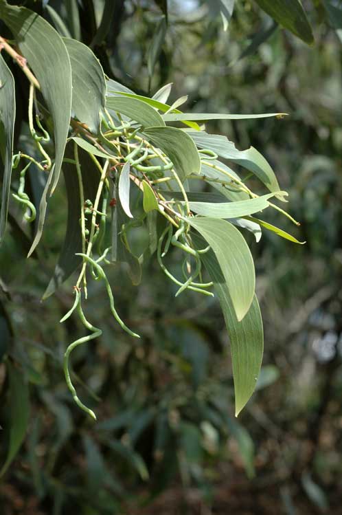 Acacia concurrens - plant details - WorldFloraDB
