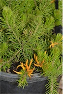 persoonia chamaepitys bournda glow taken at green gold nursery yarralumla