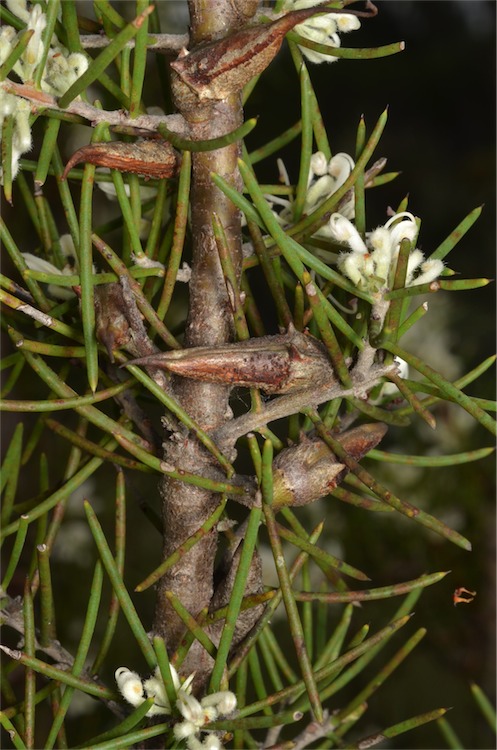 Hakea teretifolia: plant details - WorldFloraDB