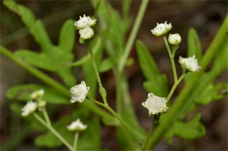 Parthenium hysterophorus: plant details - WorldFloraDB