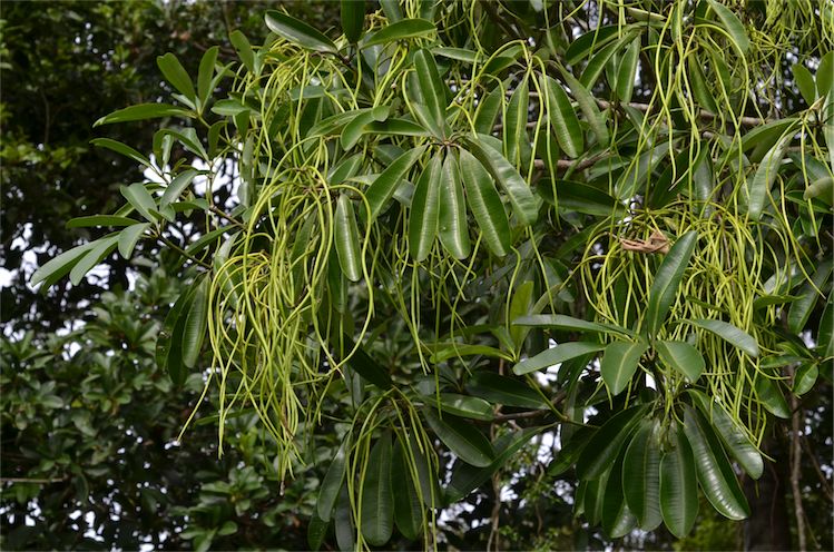 Alstonia scholaris (Milkwood Pine) - plant details - WorldFloraDB