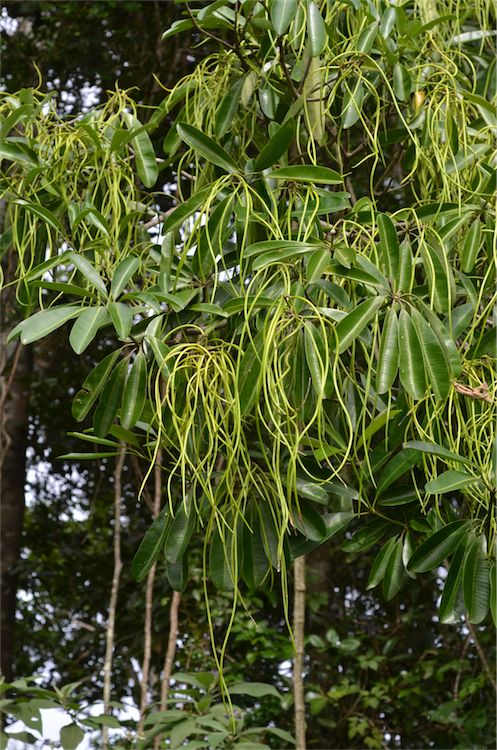 Alstonia scholaris (Milkwood Pine) - plant details - WorldFloraDB