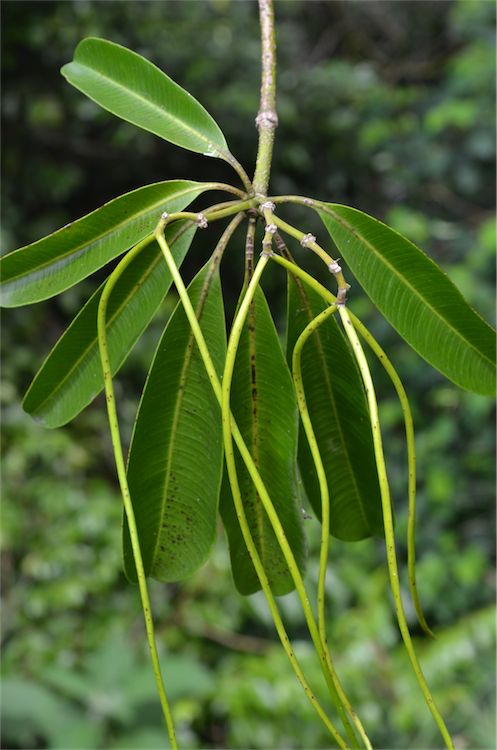 Alstonia scholaris (Milkwood Pine) - plant details - WorldFloraDB