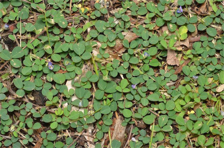 Grona triflora (Threeflower Ticktrefoil) - plant details - WorldFloraDB