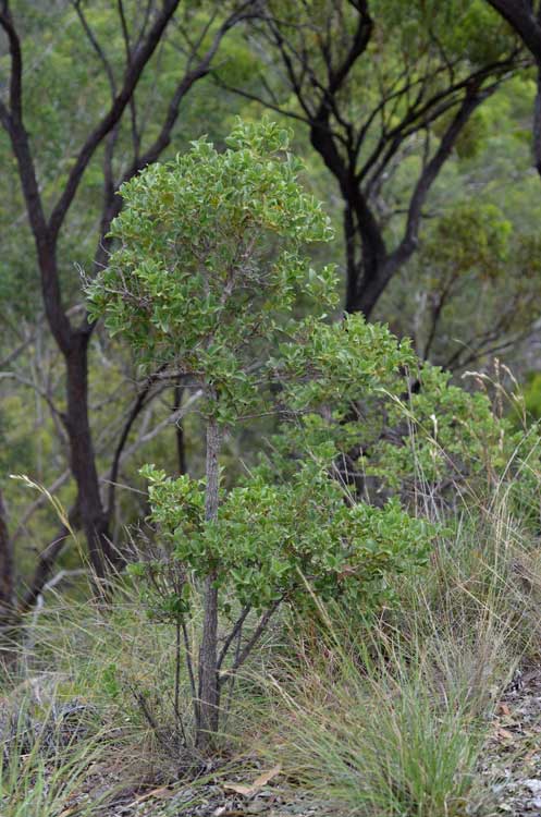 Coelospermum reticulatum - plant details - WorldFloraDB