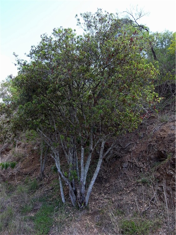 Mallotus philippensis (Monkey-Faced Tree) - plant details - WorldFloraDB