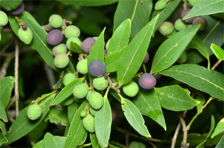 Notelaea venosa - plant details - WorldFloraDB