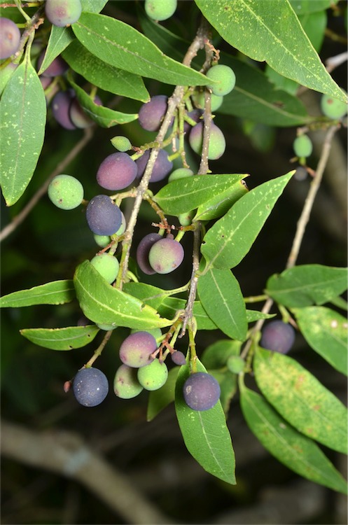 Notelaea venosa - plant details - WorldFloraDB