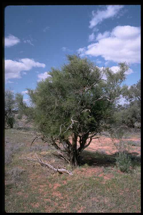 Exocarpos aphyllus - plant details - WorldFloraDB