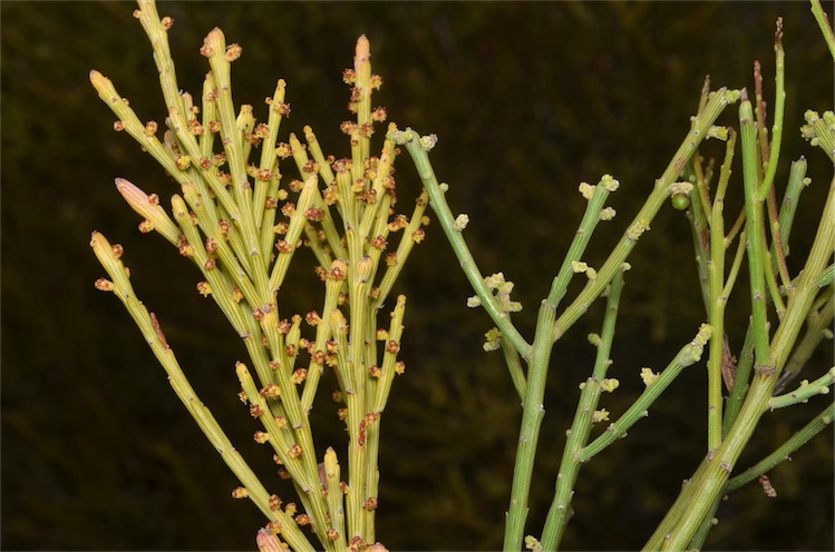 Exocarpos aphyllus - plant details - WorldFloraDB