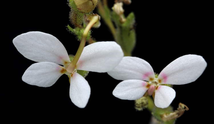 Stylidium glandulosum - plant details - WorldFloraDB