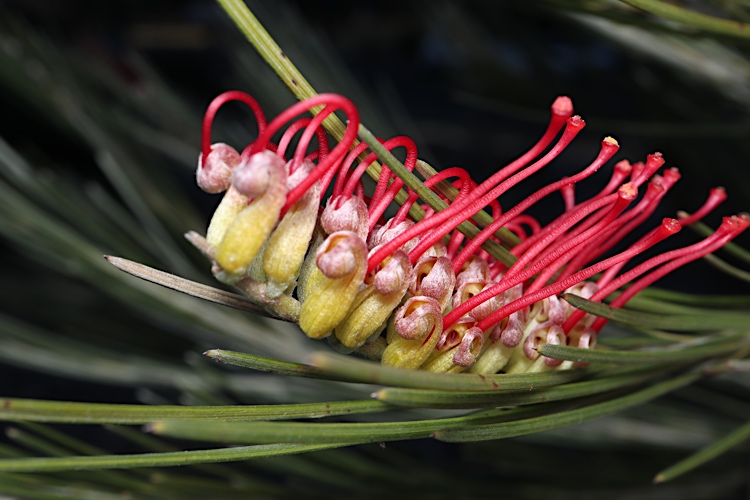 Grevillea coccinea: plant details - WorldFloraDB