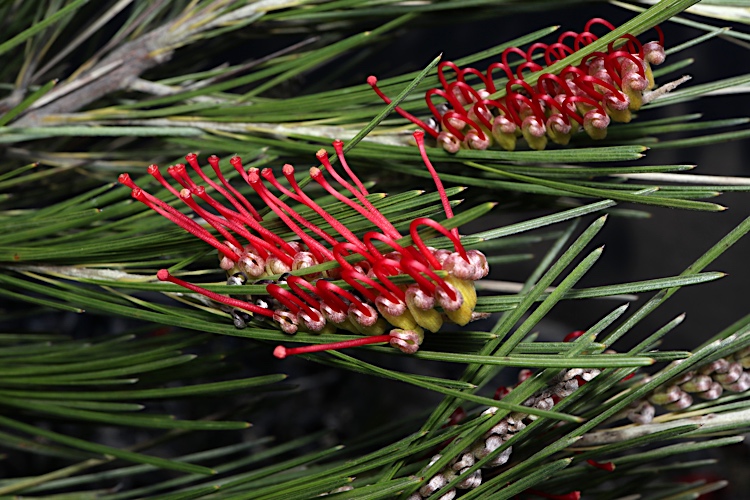 Grevillea coccinea: plant details - WorldFloraDB