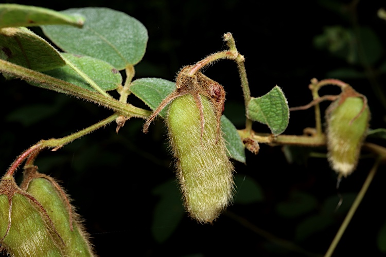 Cajanus reticulatus var. reticulatus: plant details - WorldFloraDB