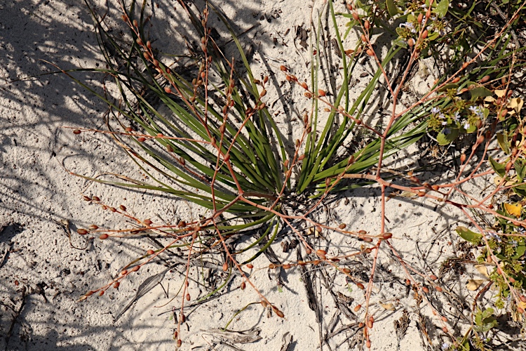 Trachyandra divaricata - plant details - WorldFloraDB