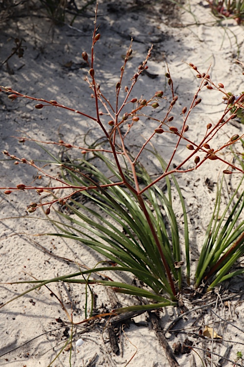 Trachyandra divaricata - plant details - WorldFloraDB