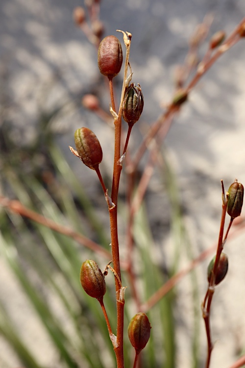 Trachyandra divaricata - plant details - WorldFloraDB
