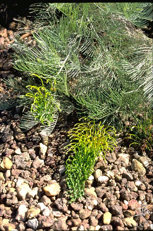 Grevillea formosa - plant details - WorldFloraDB